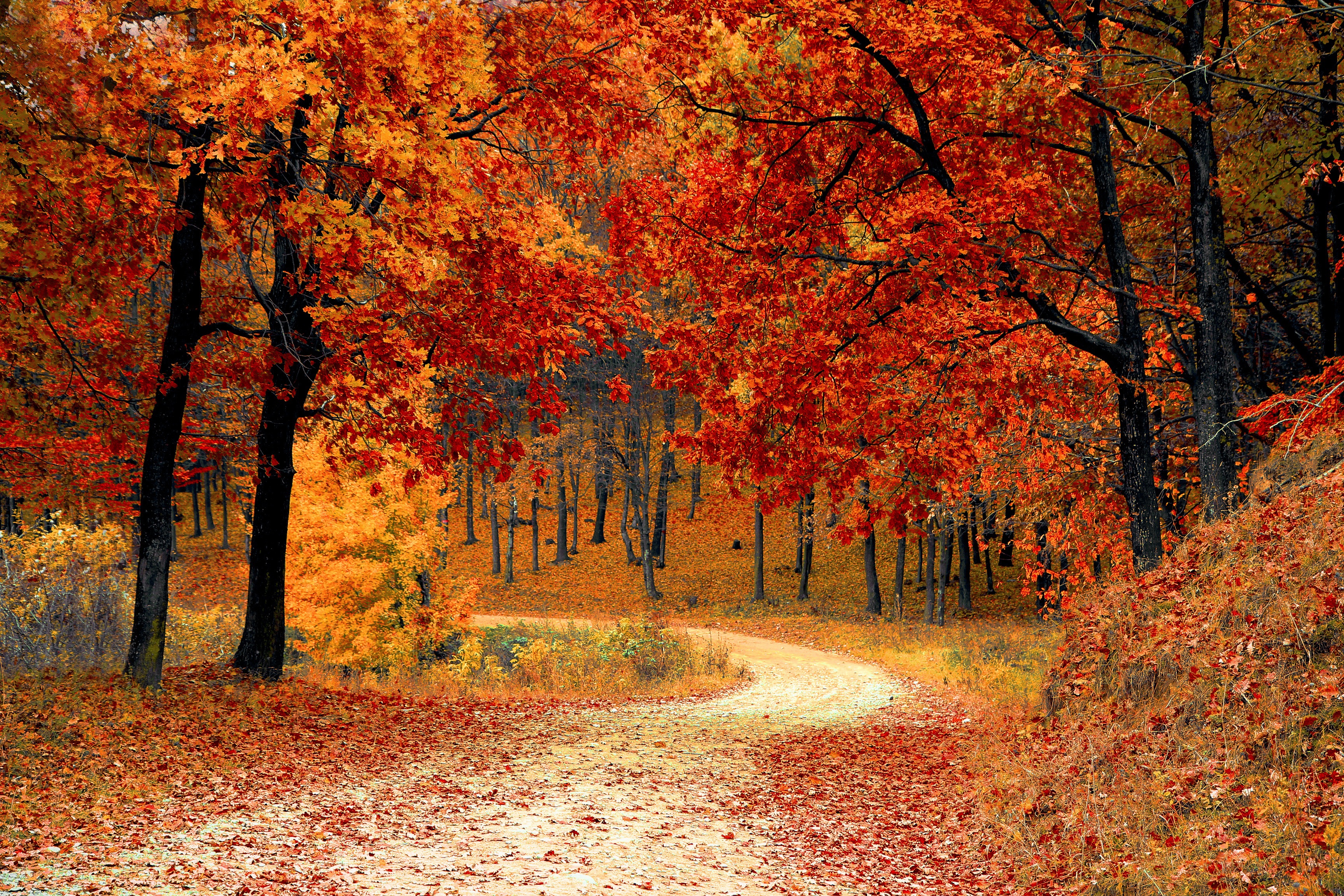 negative-space-autumn-fall-path-forest-pixabay – Charlestown Road ...